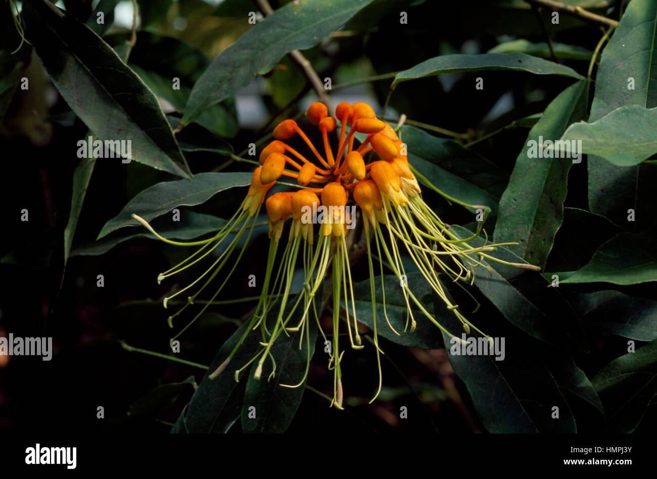Steriphoma paradoxum, Capparaceae Stock Photo - Alamy