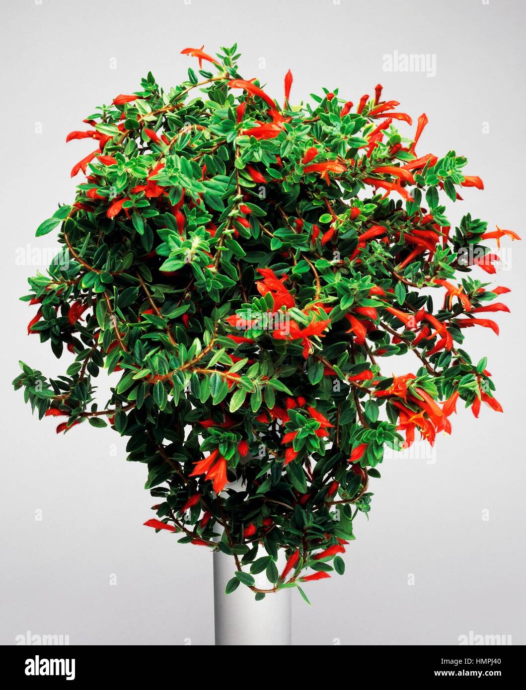 Hairy columnea (Columnea hirta), Gesneriaceae Stock Photo - Alamy