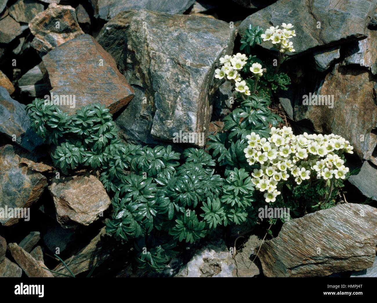 Saxifrage (Saxifraga sp), Saxifragaceae Stock Photo - Alamy