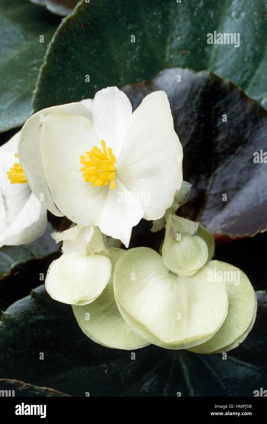 White begonia semperflorens hi-res stock photography and images - Alamy
