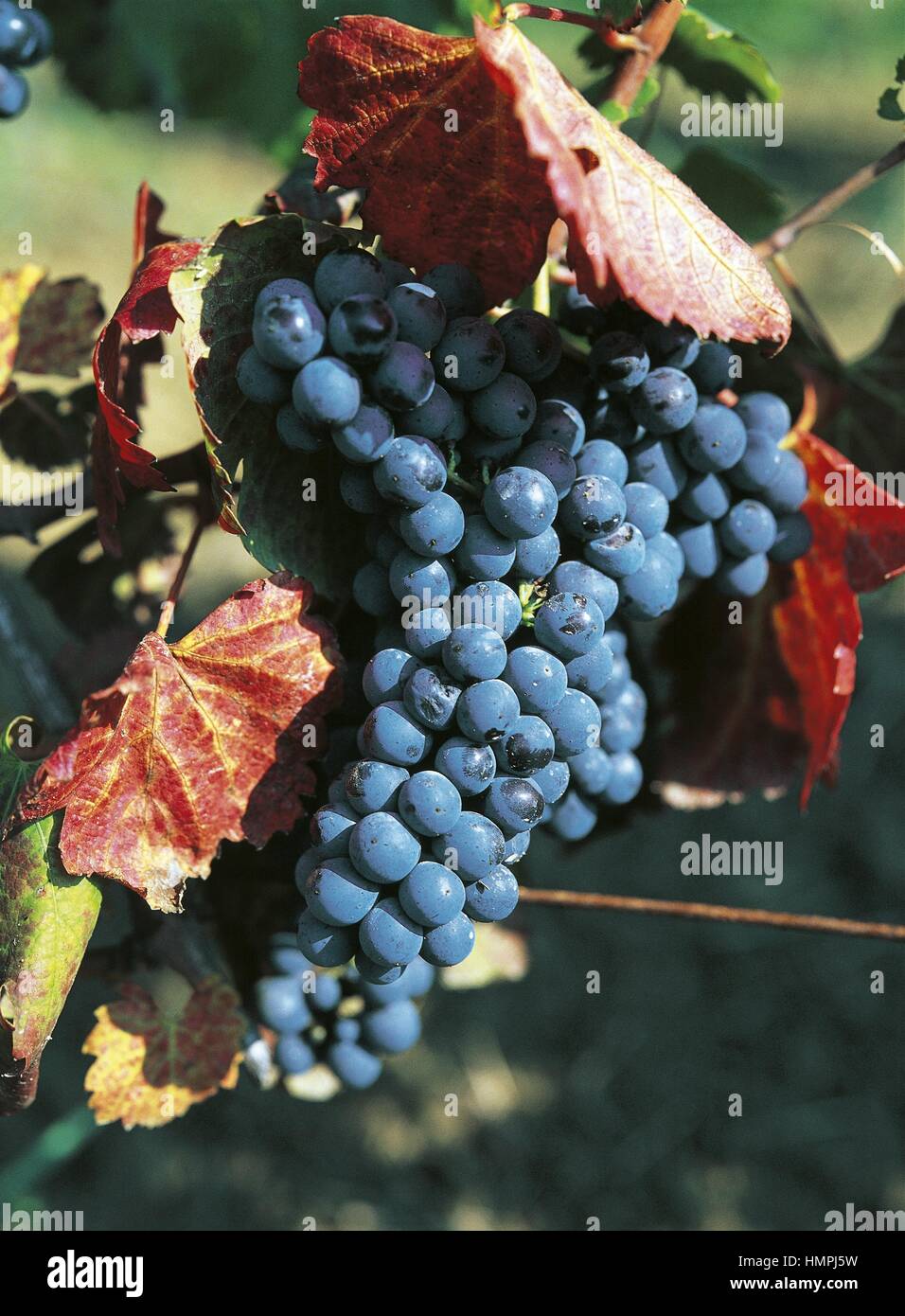 Botany - Vitaceae - Common Grape Vine (Vitis vinifera), variety: Barolo ...