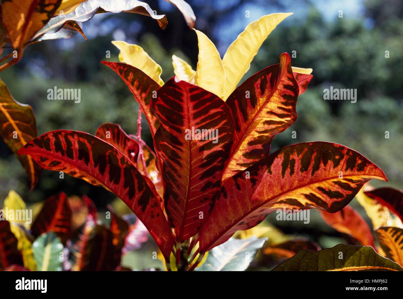 Croton (Codiaeum variegatum Reidii), Euphorbiaceae Stock Photo - Alamy