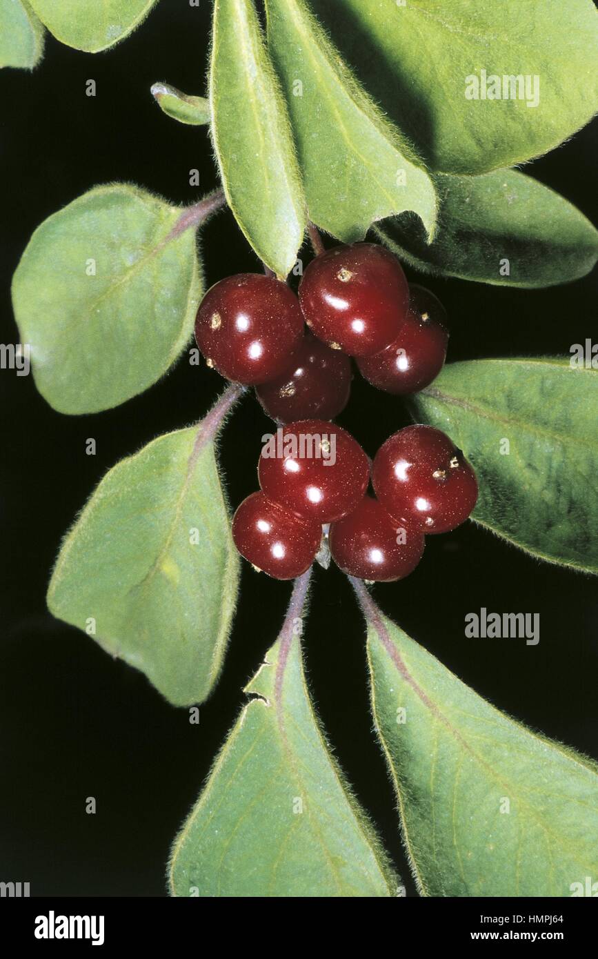 Botany - Caprifoliaceae - Fly honeysuckle (Lonicera xylosteum Stock ...