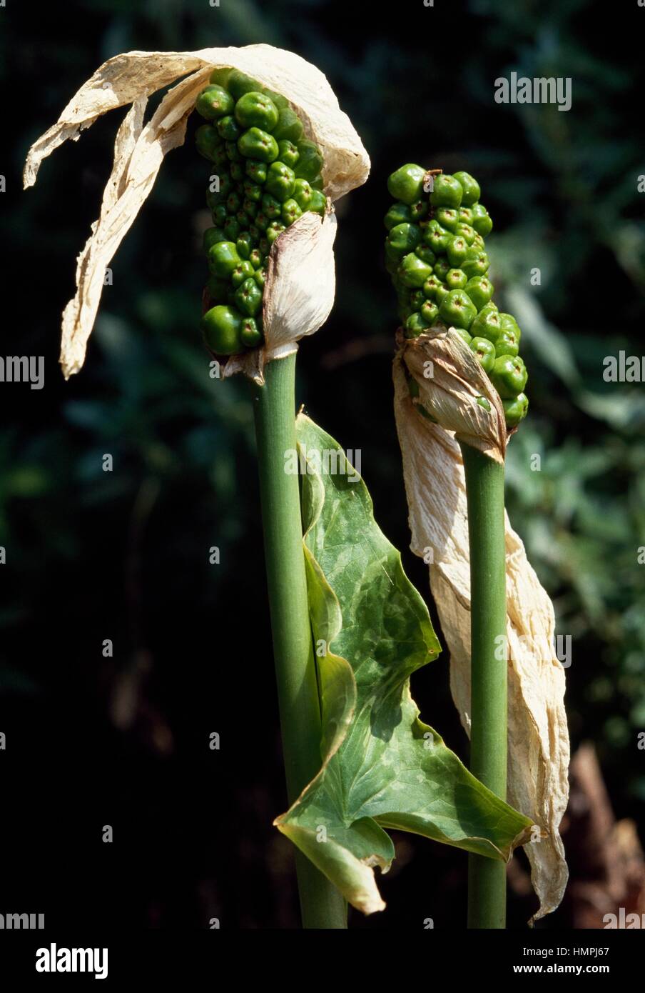 Italian Lords-and-ladies (Arum italicum), Araceae Stock Photo - Alamy