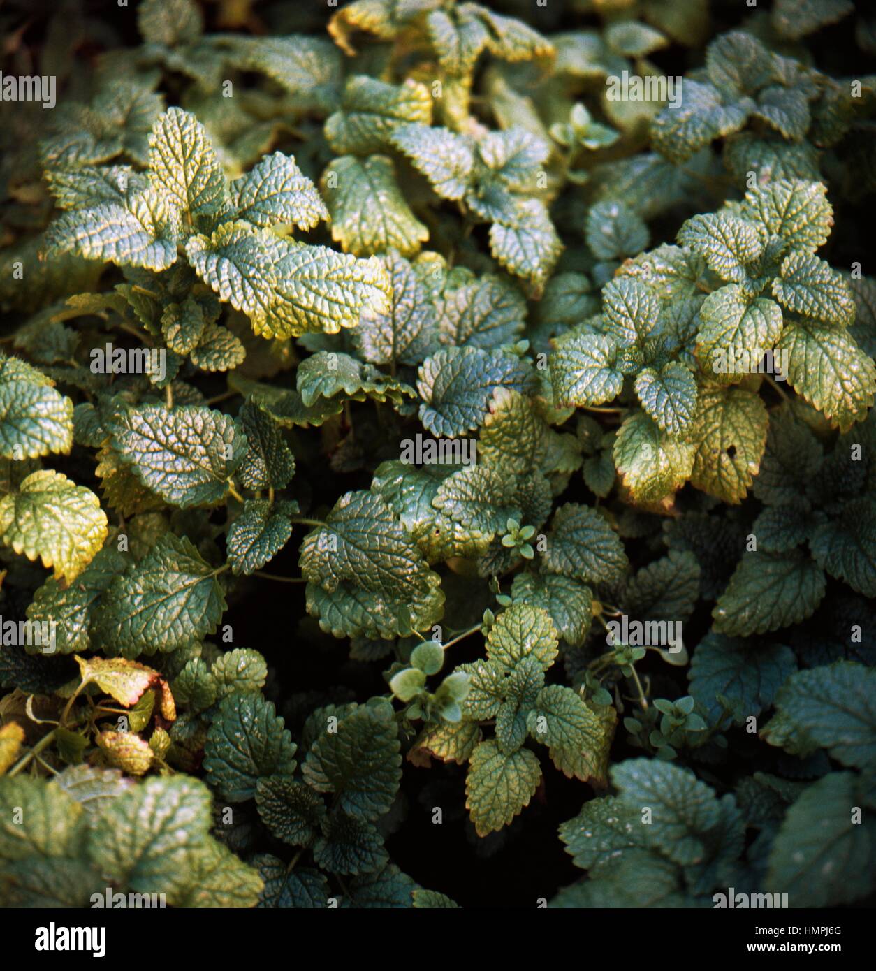 Lemon balm (Melissa officinalis), Lamiaceae Stock Photo - Alamy
