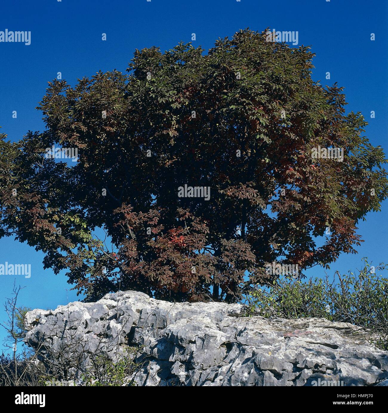 Manna Ash (Fraxinus ornus), Oleaceae. Abruzzo Lazio and Molise National ...