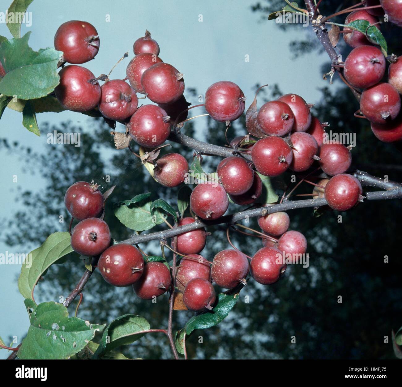 Cornus sanguinea common dogwood hi-res stock photography and images - Alamy