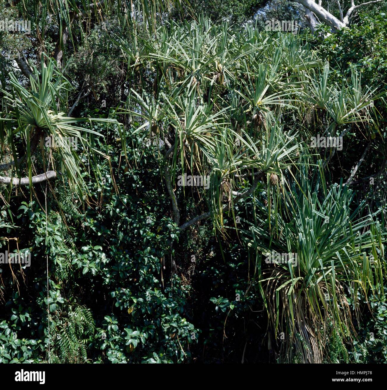 Yarrabah Aboriginal High Resolution Stock Photography and Images - Alamy