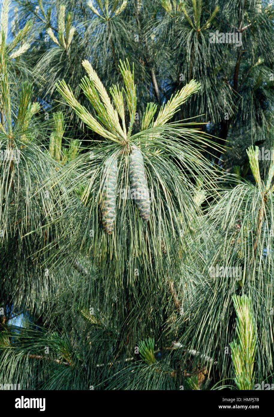 Pinus Peuce High Resolution Stock Photography and Images - Alamy