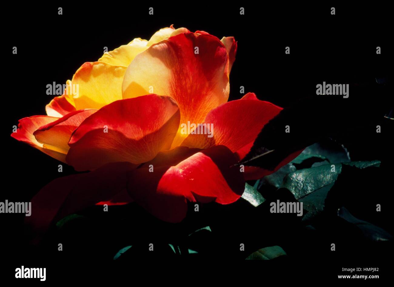 Rose (Rosa Mango), Rosaceae Stock Photo - Alamy