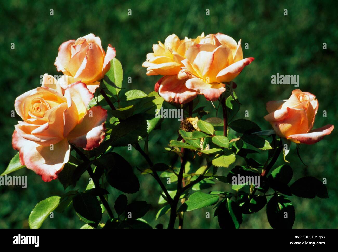 Royal rose hi-res stock photography and images - Alamy