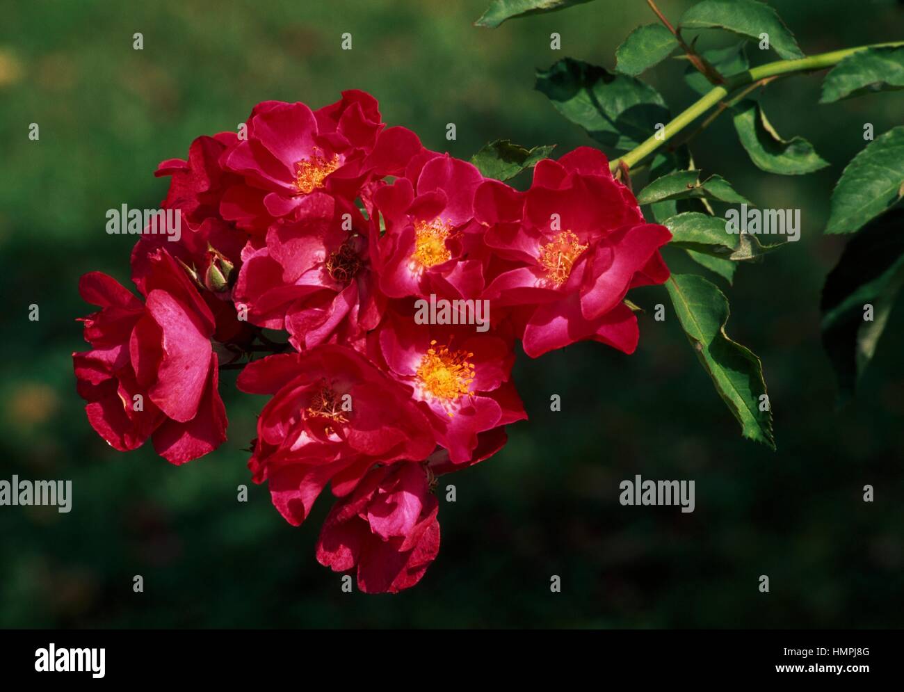 Rose (Rosa Eva), Rosaceae Stock Photo - Alamy
