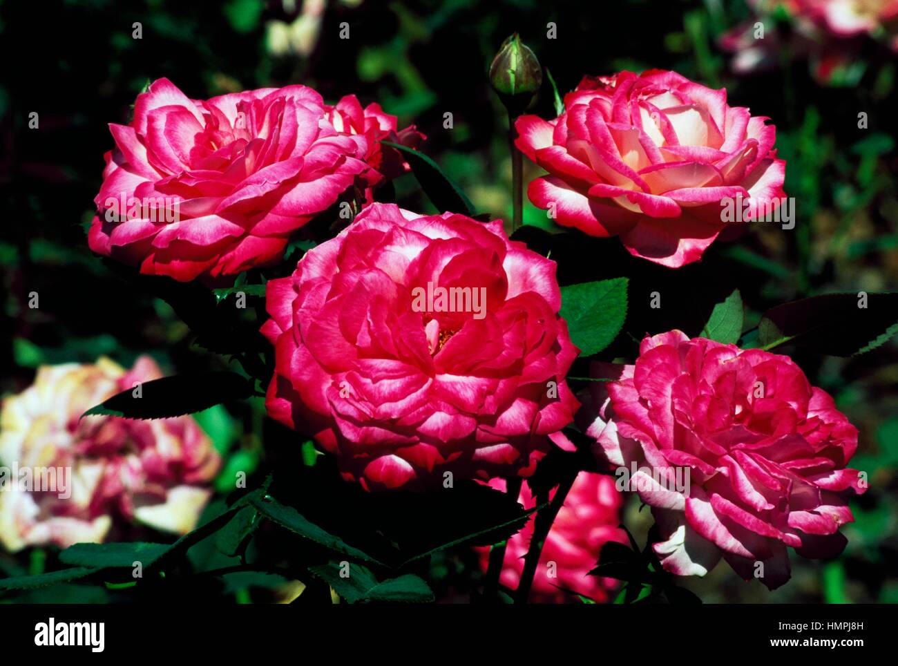 Rose rosa flushing meadow hi-res stock photography and images - Alamy