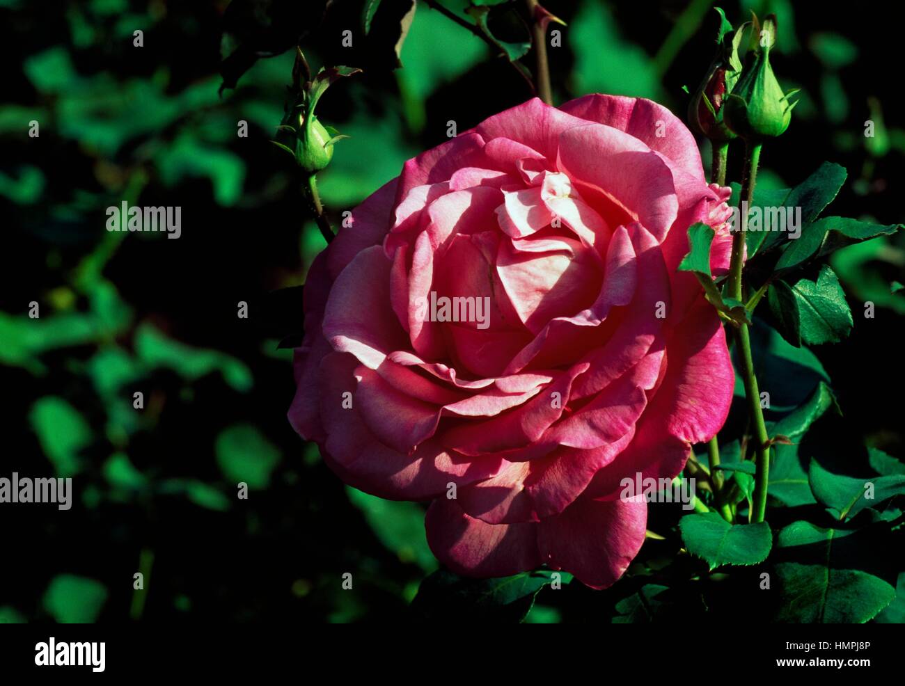 Rose rosa astree hi-res stock photography and images - Alamy