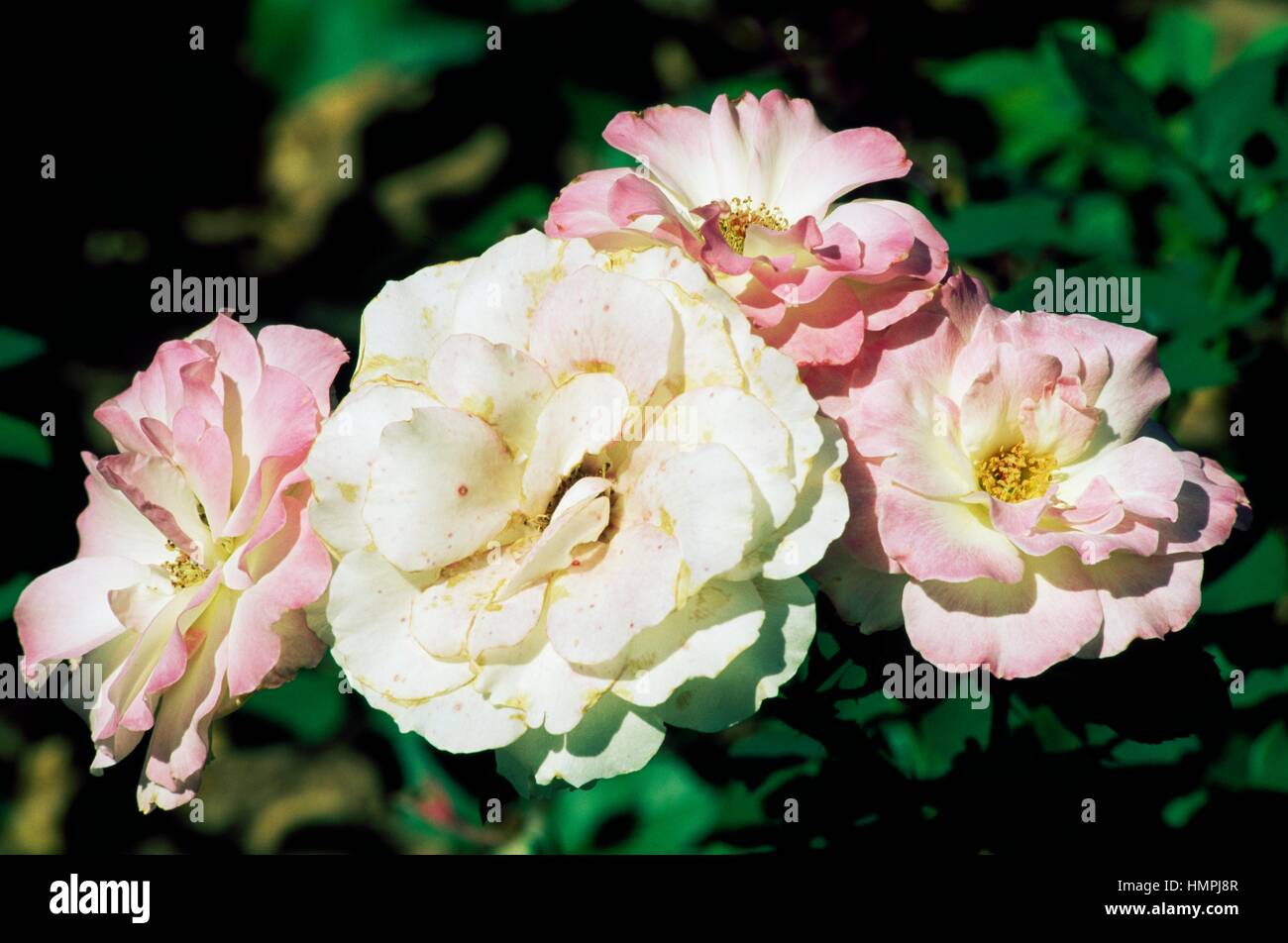 Rose (Rosa Charles Aznavour), Rosaceae Stock Photo - Alamy
