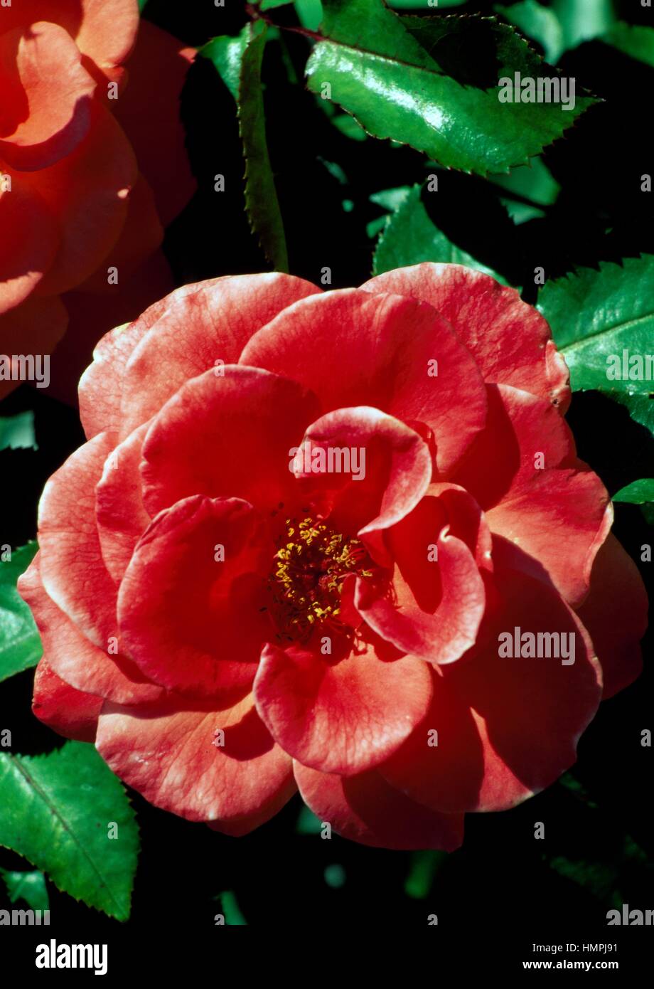 Rose (Rosa Copacabana), Rosaceae Stock Photo - Alamy