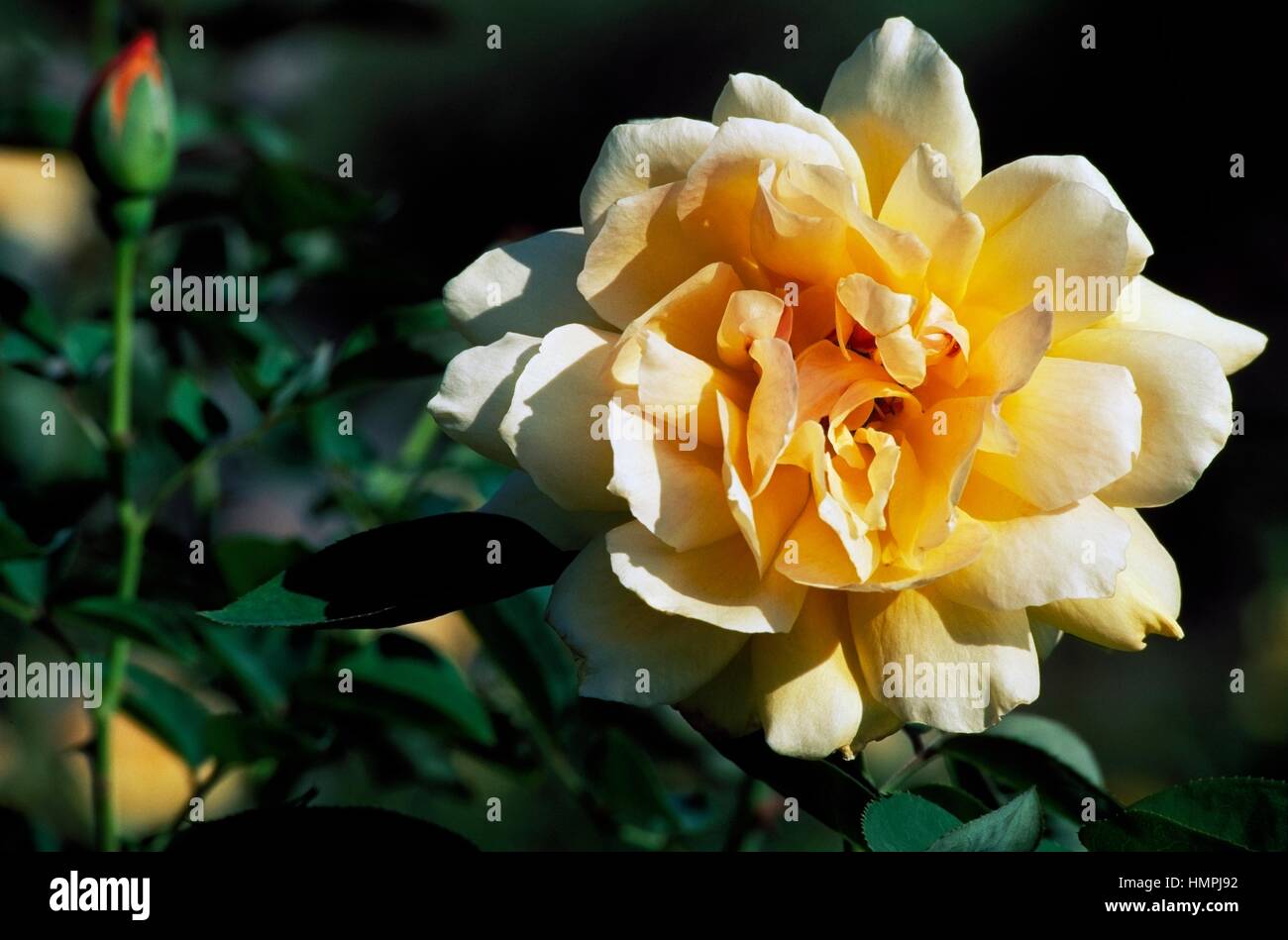 Rose (Rosa Sun King), Rosaceae Stock Photo - Alamy