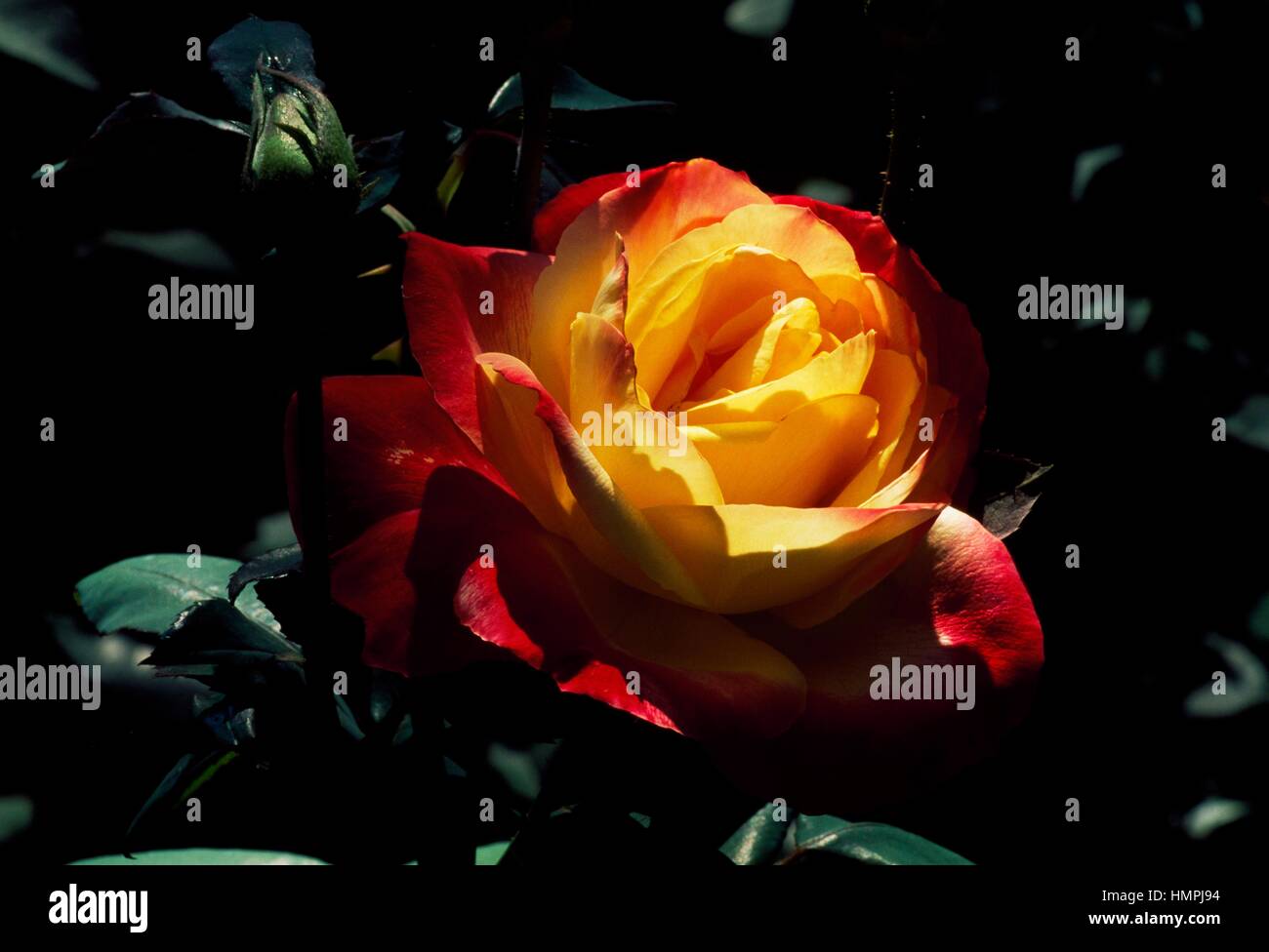 Rose rosa mango hi-res stock photography and images - Alamy