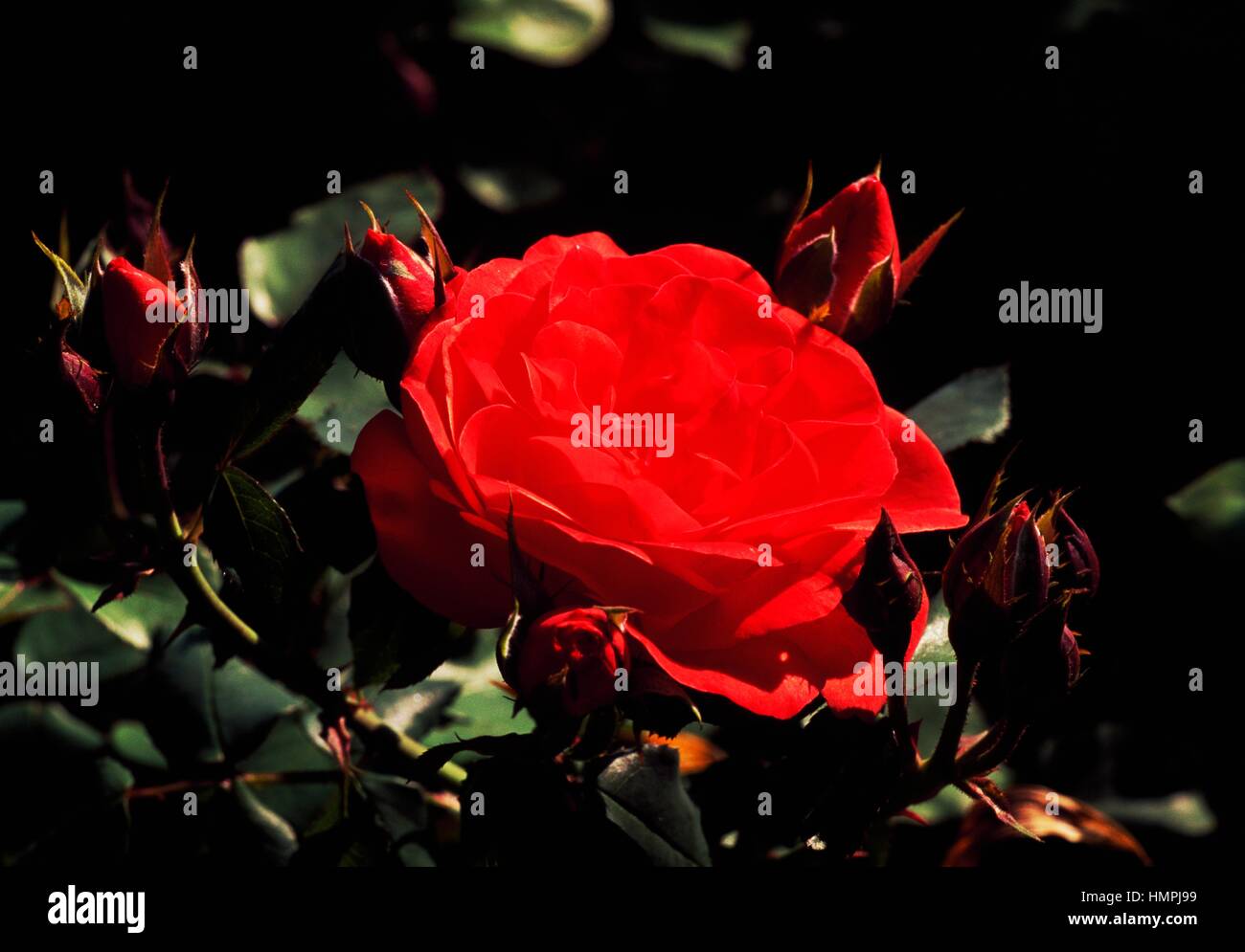 Rose (Rosa Nancy), Rosaceae Stock Photo - Alamy