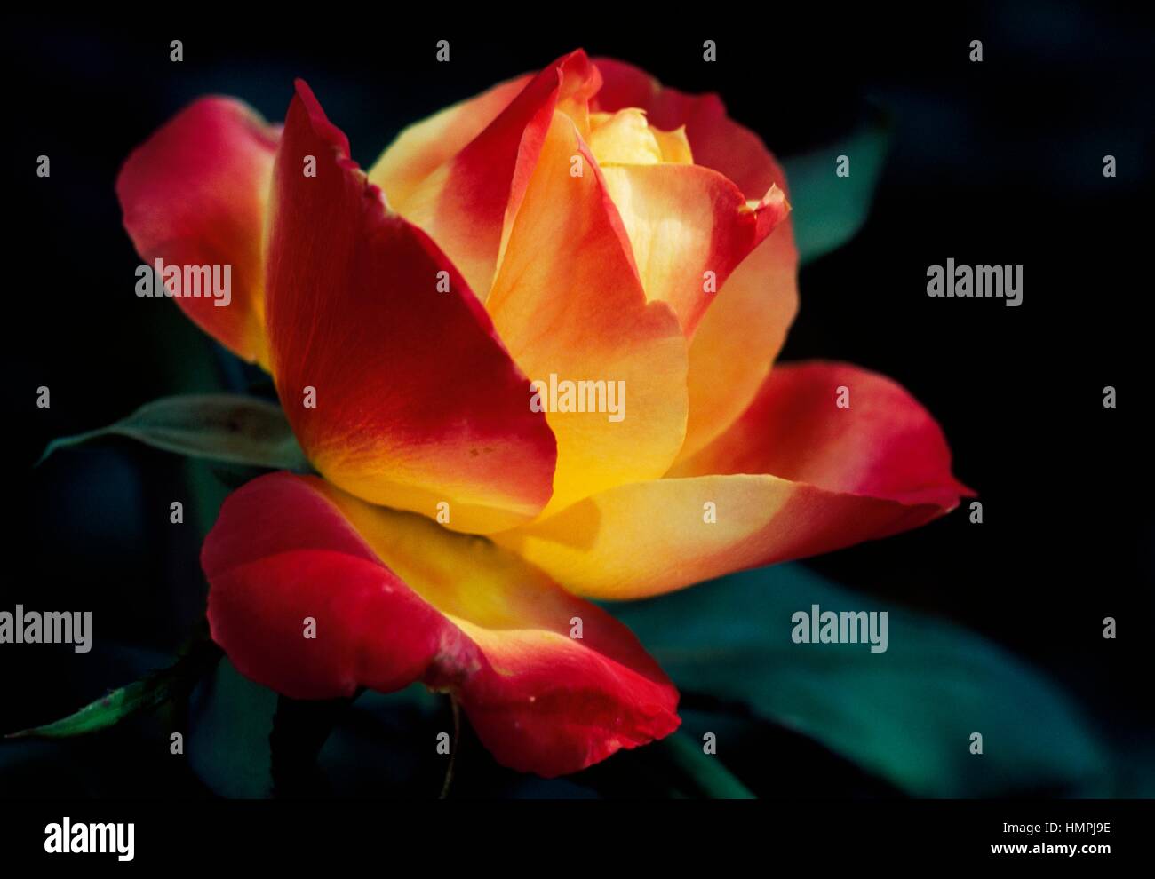 Rose (Rosa Mango), Rosaceae Stock Photo - Alamy