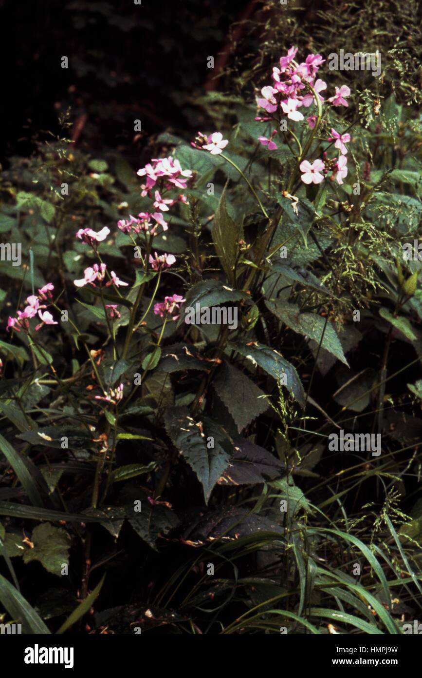 Dame's-violet or Dame's Rocket (Hesperis matronalis), Brassicaceae ...