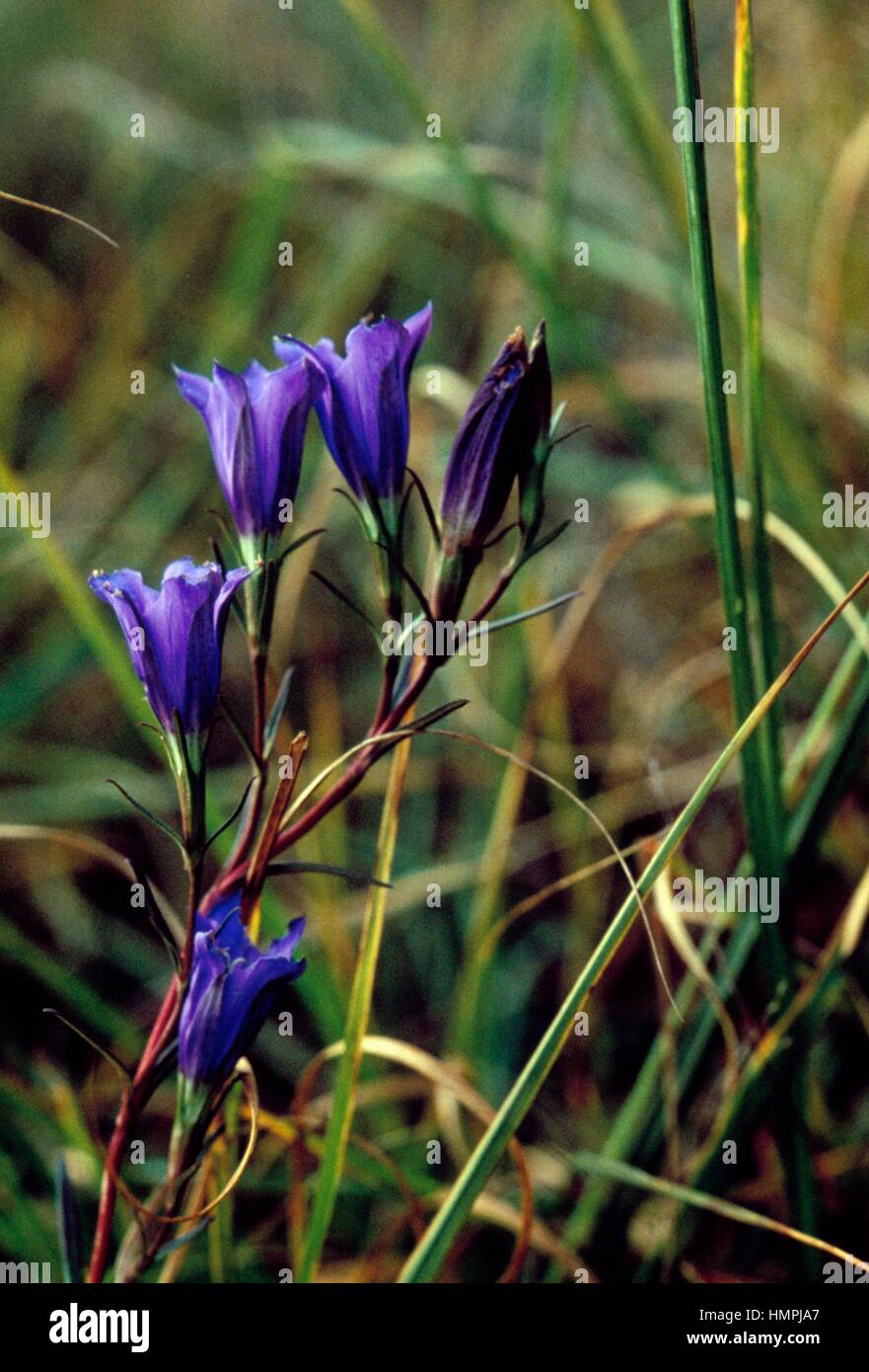 Marsh gentian (Gentiana pneumonanthe), Gentianaceae Stock Photo - Alamy