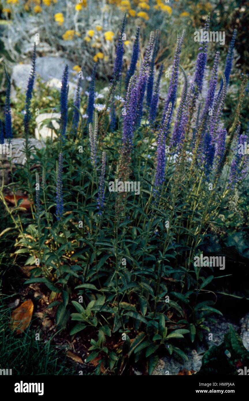 Spiked Speedwell (Veronica spicata), Plantaginaceae Stock Photo - Alamy
