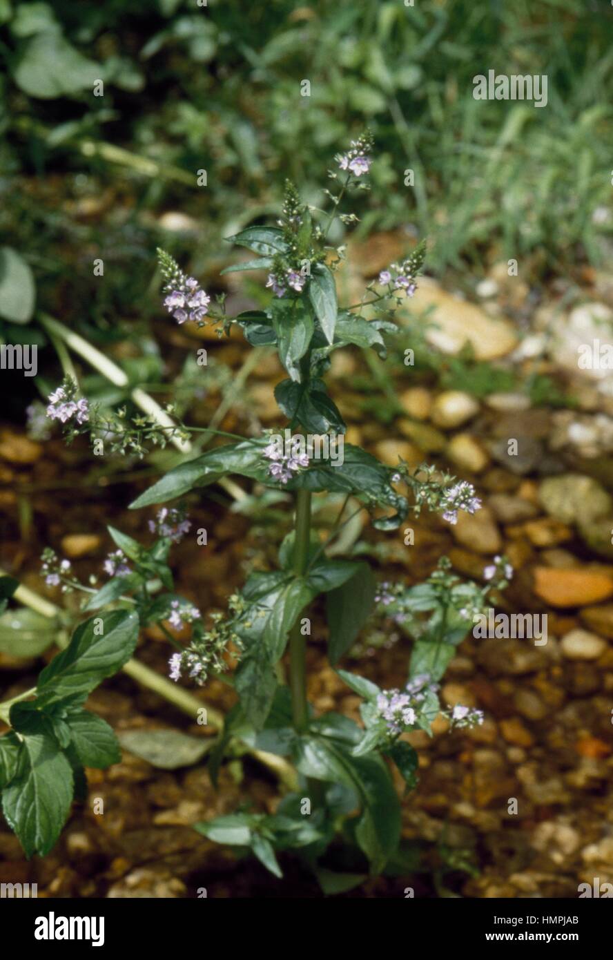 Water Speedwell (Veronica anagallis-aquatica), Plantaginaceae Stock ...