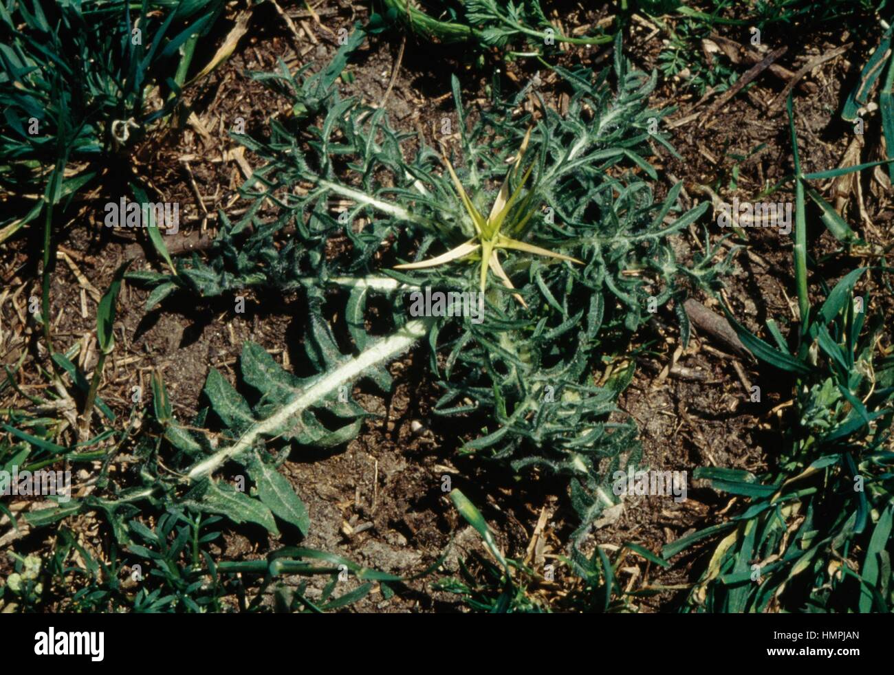 Red star-thistle (Centaurea calcitrapa), Asteraceae Stock Photo - Alamy