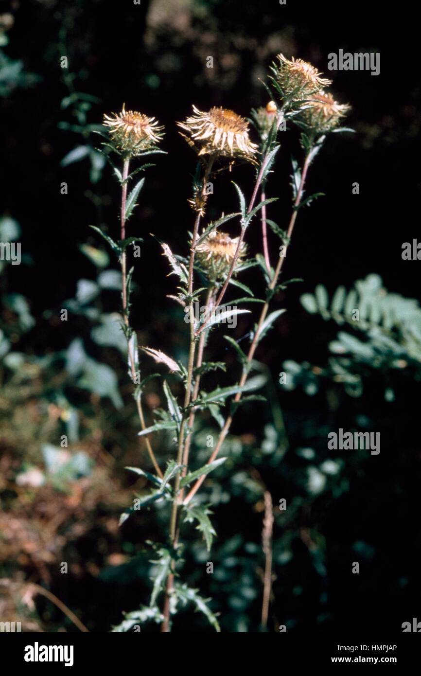Carline thistle (Carlina vulgaris), Asteraceae Stock Photo - Alamy