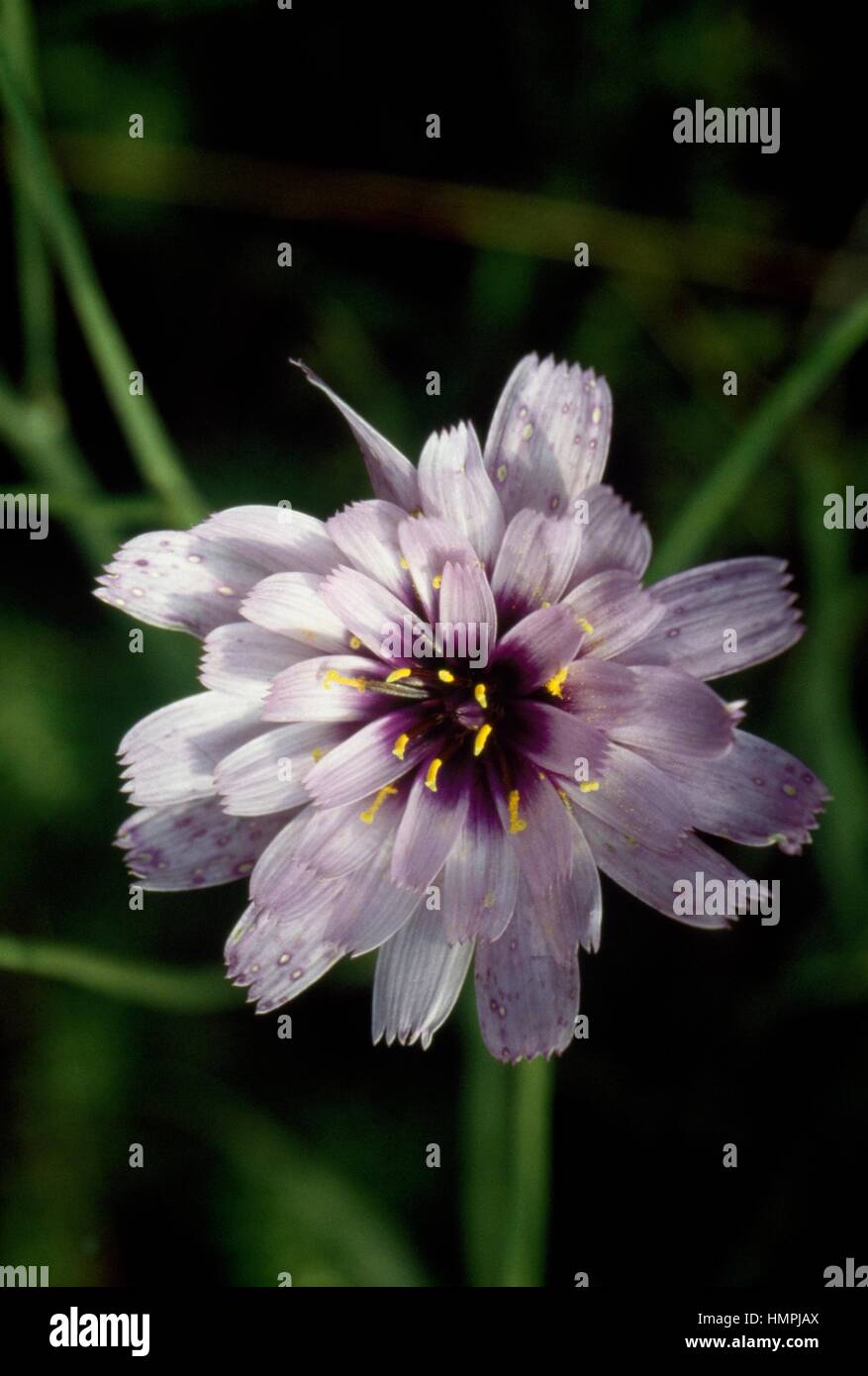 Cupid's dart, blue cupidone (Catananche caerulea), Asteraceae Stock ...