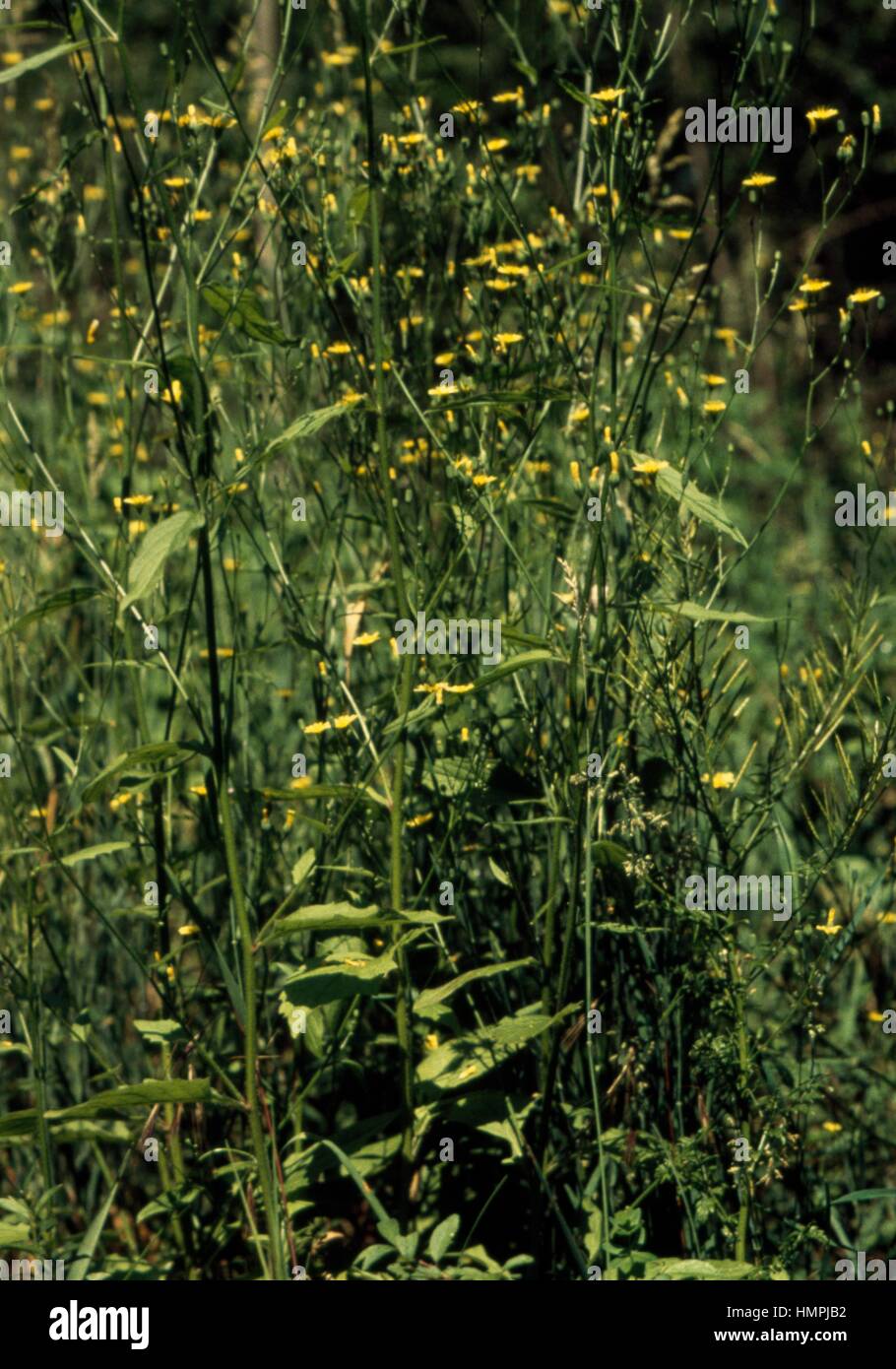 Common nipplewort in bloom (Lapsana communis), Asteraceae Stock Photo ...