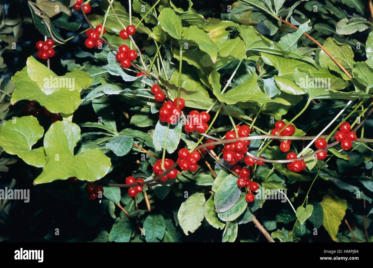 Black bryony leaf close hi-res stock photography and images - Alamy
