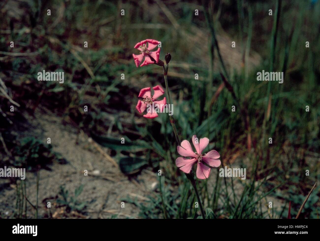 Mediterranean Catchfly (Silene colorata), Caryophyllaceae Stock Photo ...