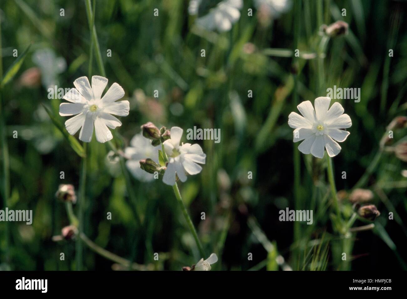 White Campion or Bladder Campion (Silene latifolia or Silene alba ...