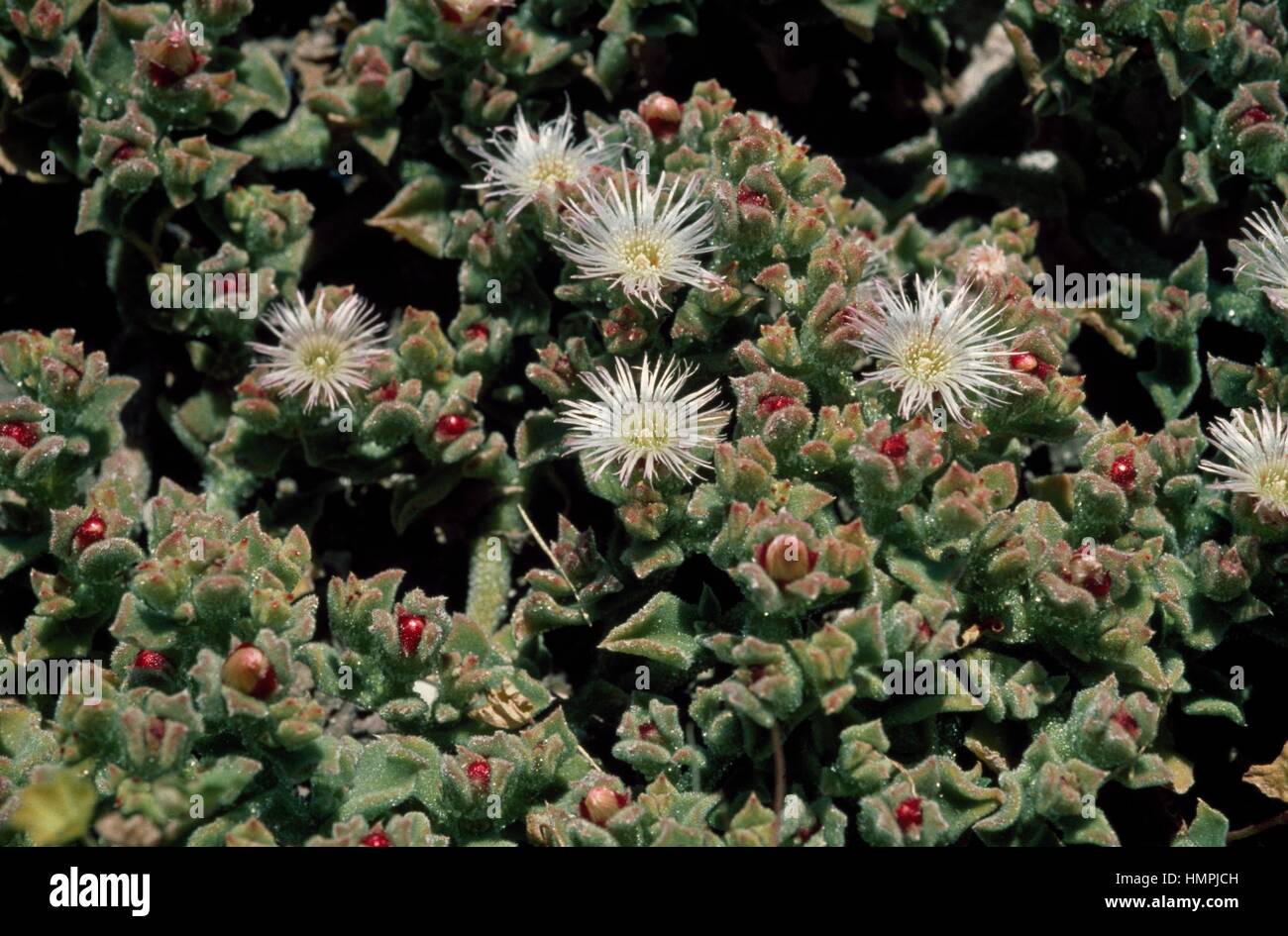 Flowering common ice plant (Mesembryanthemum crystallinum), Aizoaceae ...