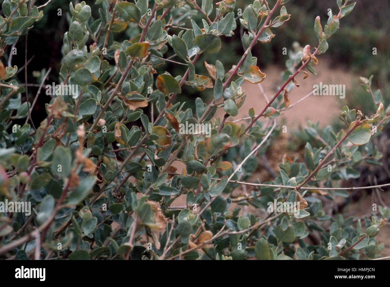 Shrubby Orache or Saltbush (Atriplex halimus), Chenopodiaceae Stock ...