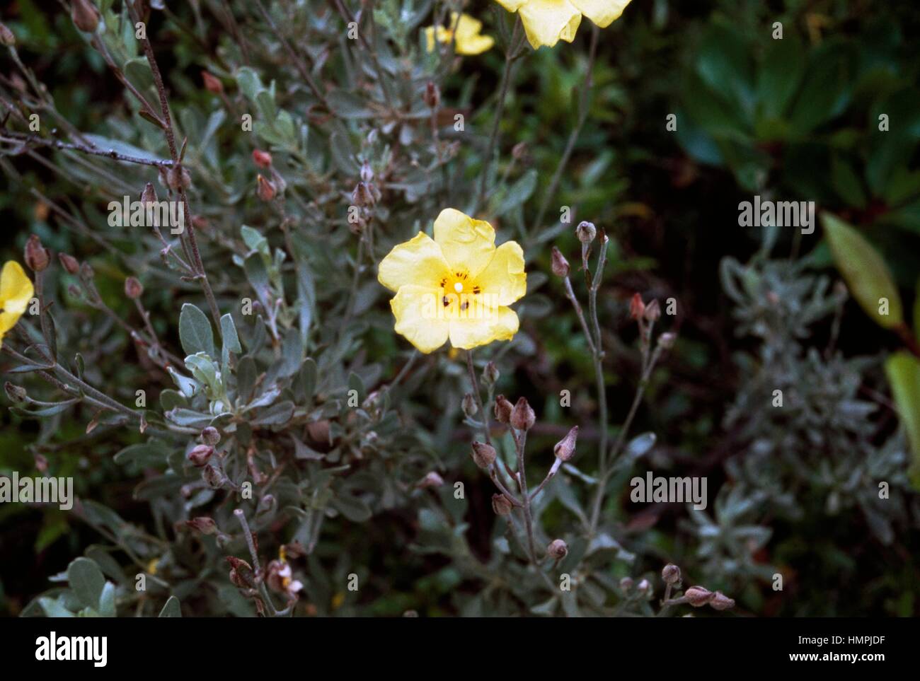 Yellow Sunrose (Halimium halimifolium), Cistaceae Stock Photo - Alamy