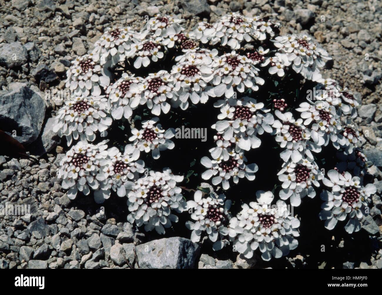 Pruit's Candytuft (Iberis pruitii or Iberis carnosa carnosa ...