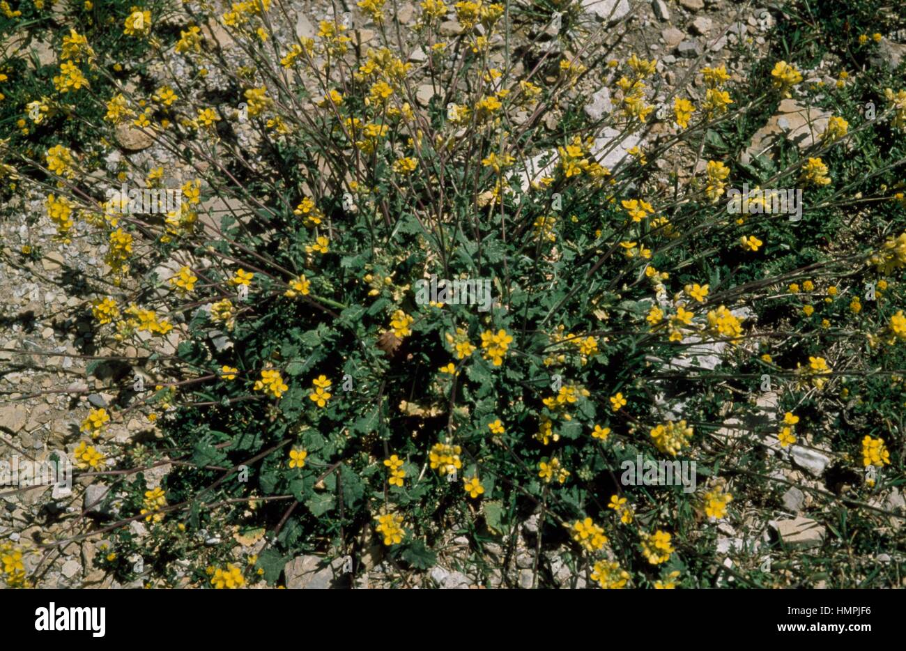 Sinapis pubescens hi-res stock photography and images - Alamy