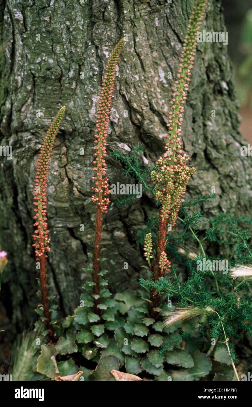 Venus navel hi-res stock photography and images - Alamy