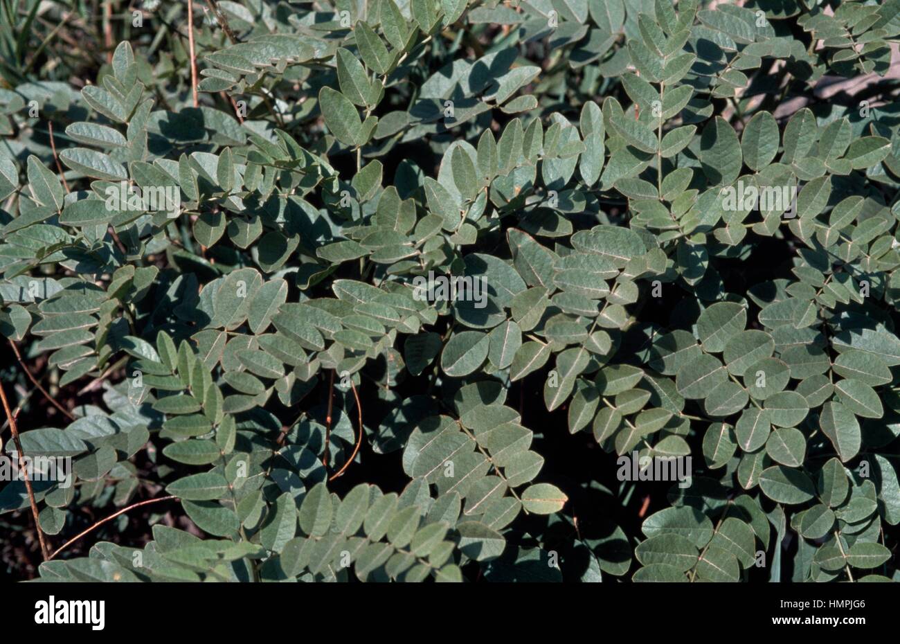 Licorice (Glycyrrhiza glabra), Fabaceae Stock Photo - Alamy