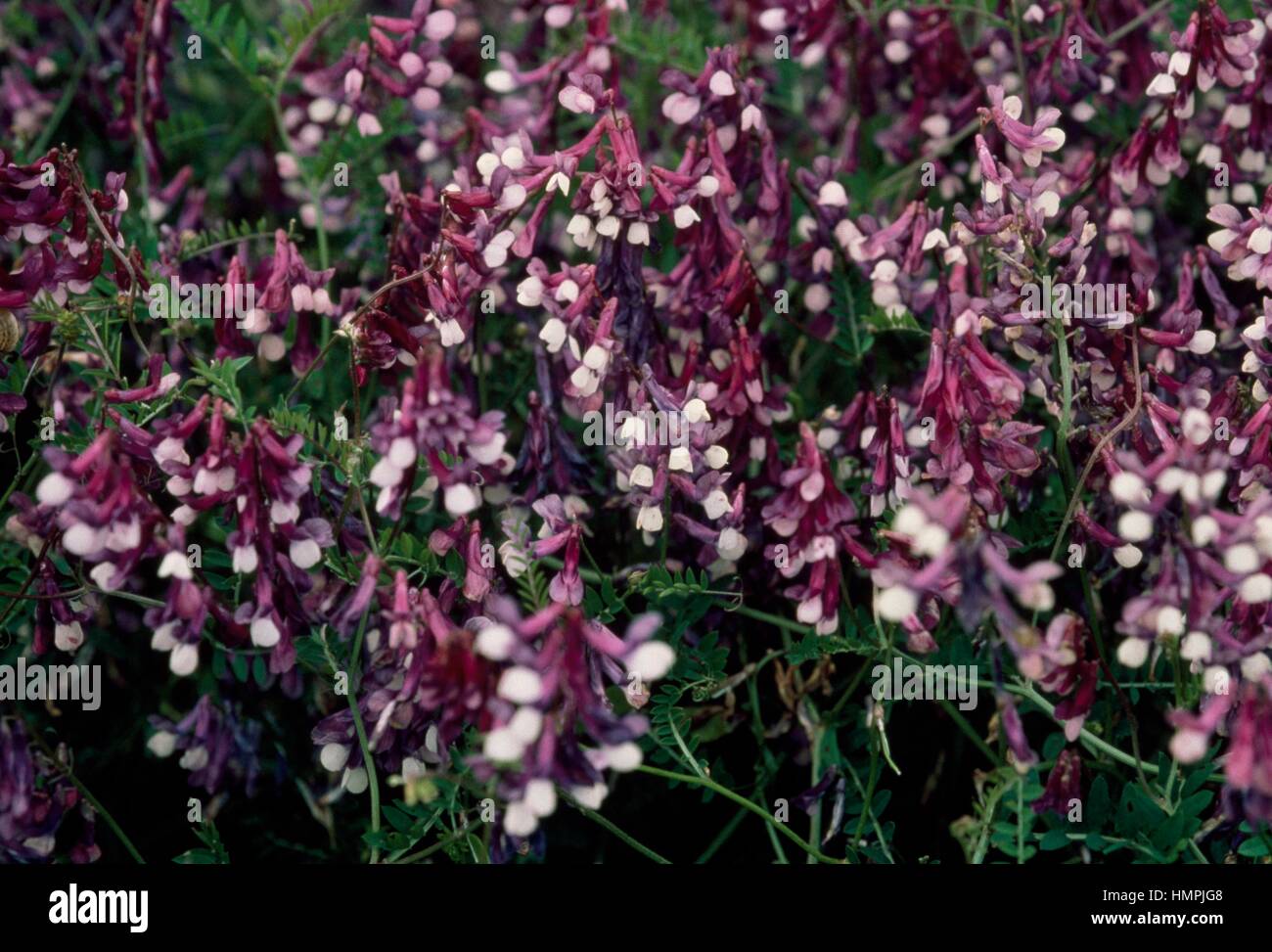 Fodder Vetch or Winter Vetch (Vicia villosa), Fabaceae Stock Photo - Alamy