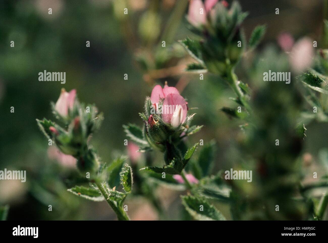 Small Restharrow (Ononis reclinata), Fabaceae Stock Photo - Alamy