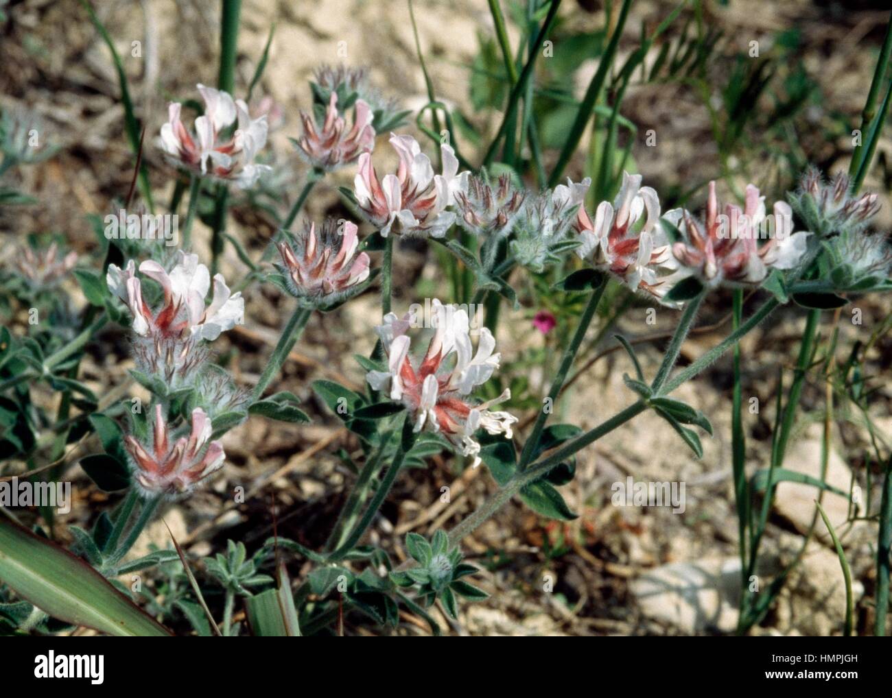 Hairy canary clover (Lotus hirsutus), Fabaceae Stock Photo - Alamy