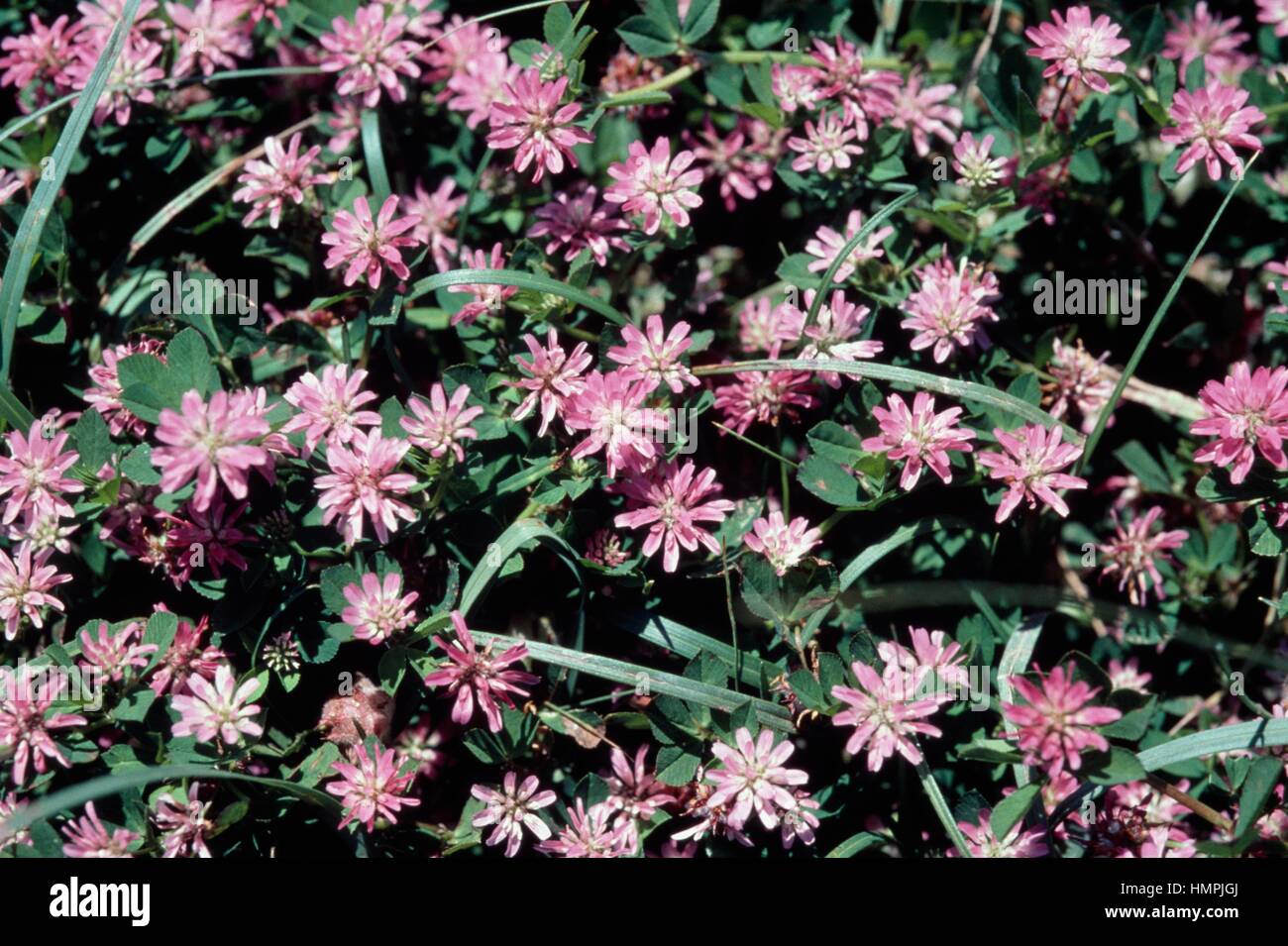 Woolly Clover (Trifolium tomentosum), Fabaceae Stock Photo - Alamy