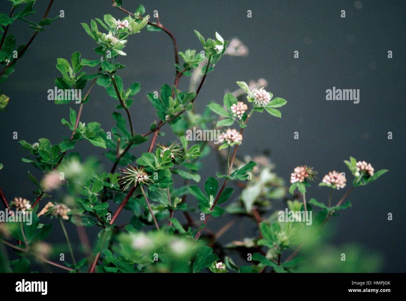 Greater Badassi or Erect Dorycnium (Lotus rectus or Dorycnium rectum ...