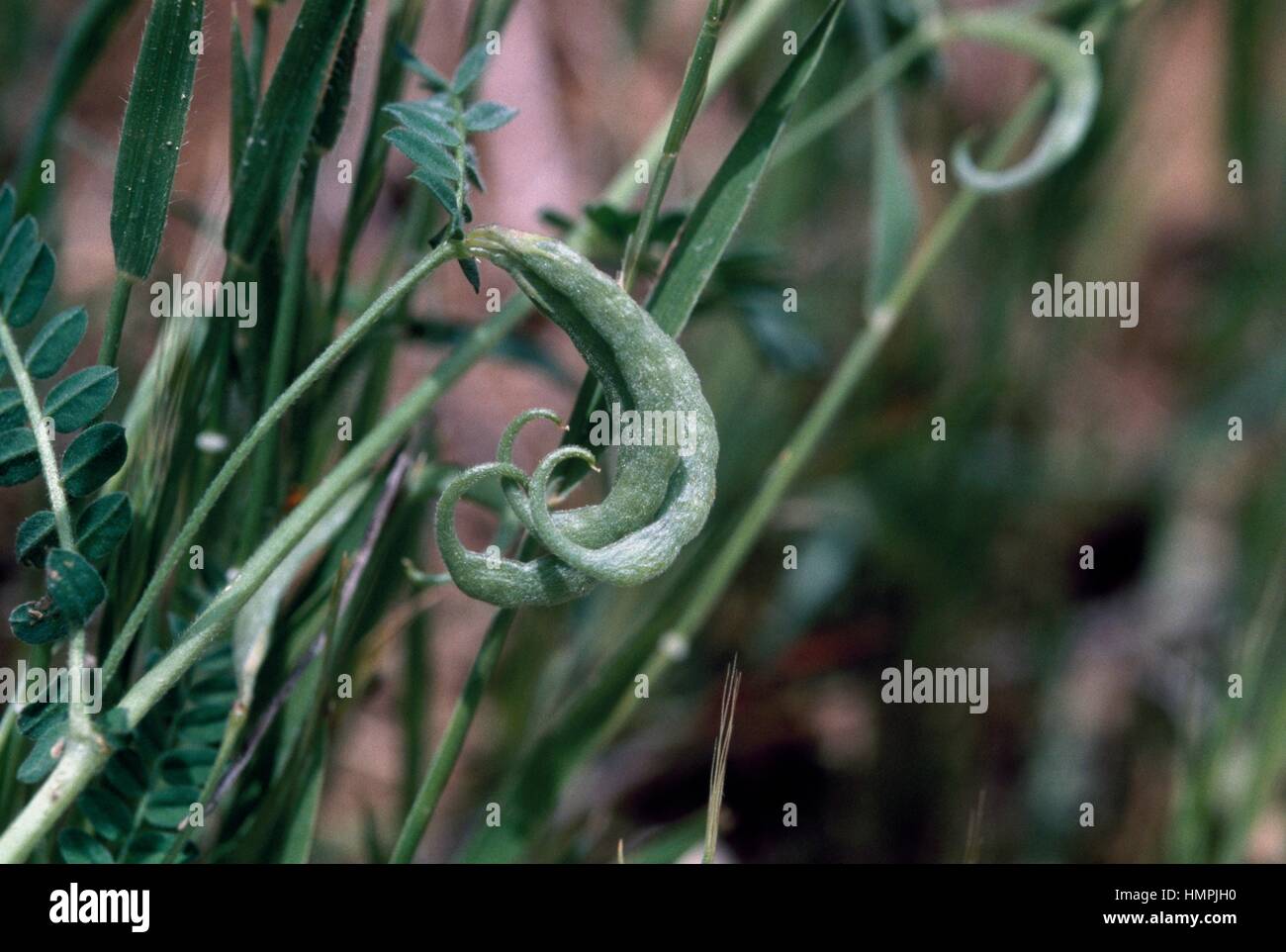 Yellow bird's foot fruits (Ornithopus compressus), Fabaceae Stock Photo ...