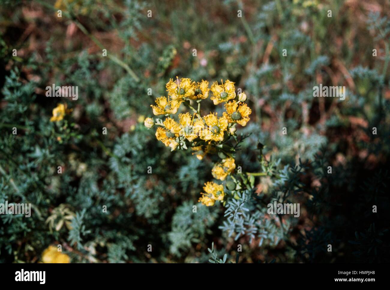 Fringed rue in bloom (Ruta chalepensis), Rutaceae Stock Photo - Alamy