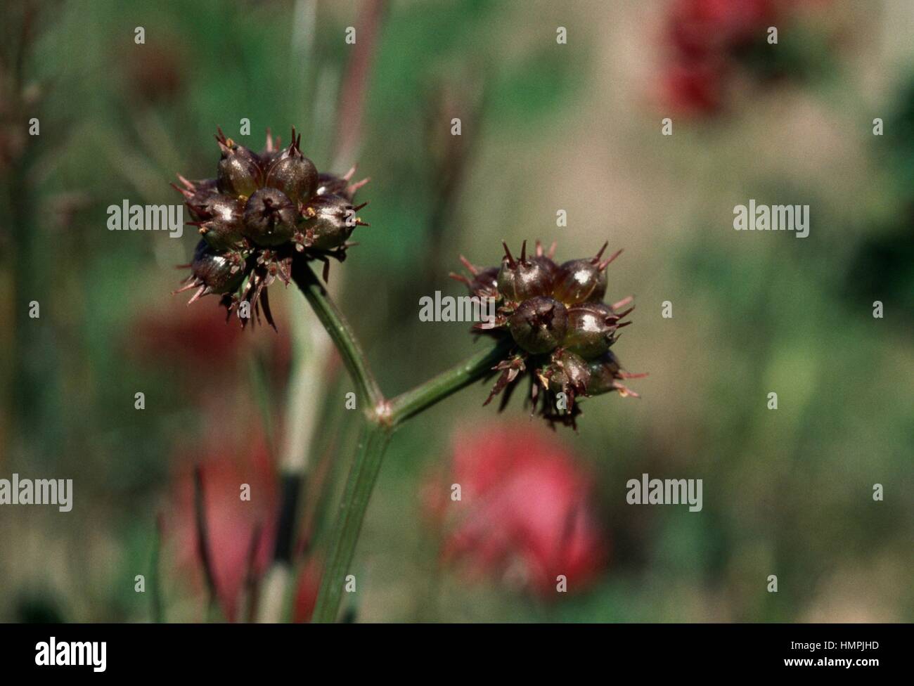 Round headed hi-res stock photography and images - Alamy